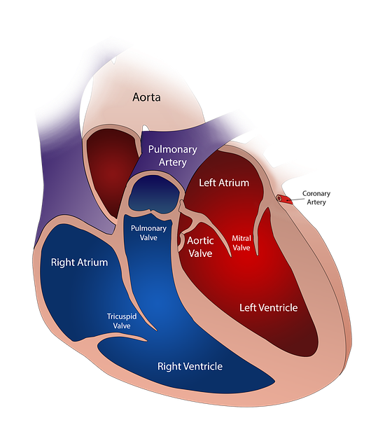 Causes of chronic hyperventilation - By Ph. D.. B. Snitslaar